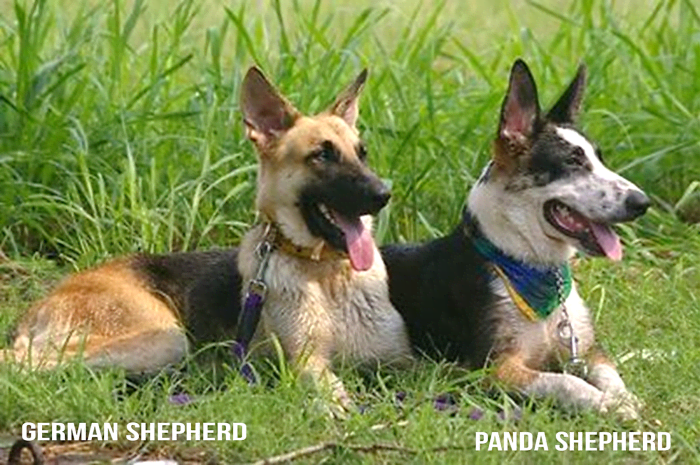 15 Unusual Looking Dogs With Rare Coats and Colors - HubPages