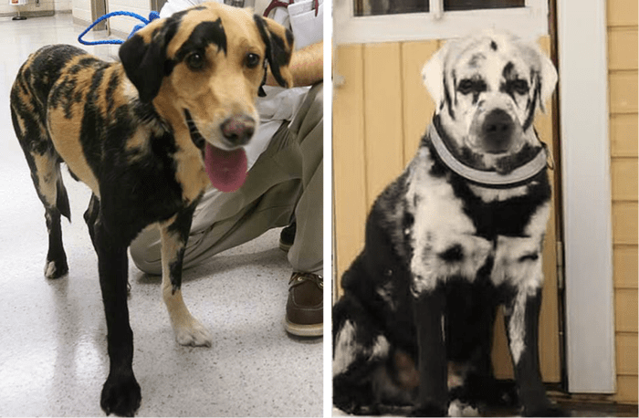 15 Unusual Looking Dogs With Rare Coats and Colors - HubPages