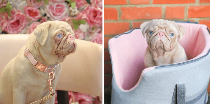 15 Unusual Looking Dogs With Rare Coats and Colors - HubPages