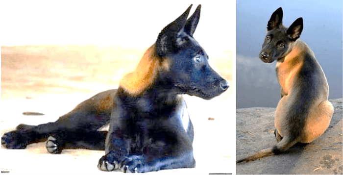 15 Unusual Looking Dogs With Rare Coats and Colors - HubPages