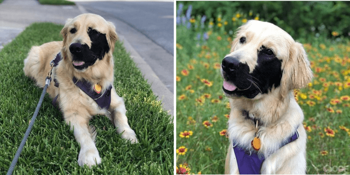 15 Unusual Looking Dogs With Rare Coats and Colors - HubPages