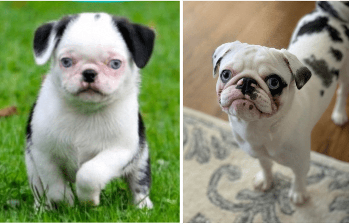 15 Unusual Looking Dogs With Rare Coats and Colors - HubPages