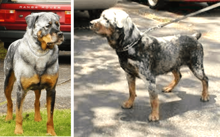15 Unusual Looking Dogs With Rare Coats and Colors - HubPages