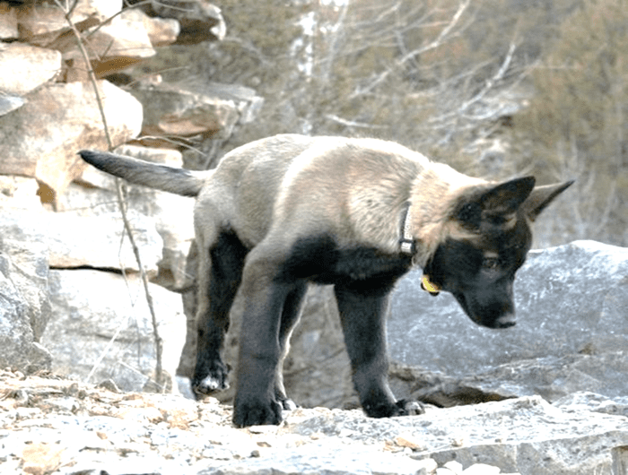 15 Unusual Looking Dogs With Rare Coats and Colors - HubPages