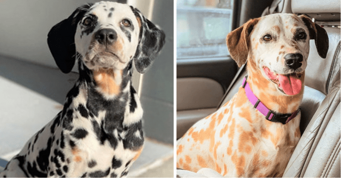 15 Unusual Looking Dogs With Rare Coats and Colors - HubPages