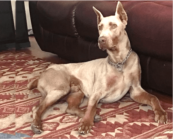 15 Unusual Looking Dogs With Rare Coats and Colors - HubPages