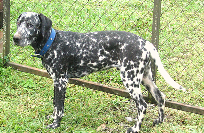 15 Unusual Looking Dogs With Rare Coats and Colors - HubPages