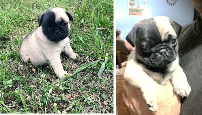 15 Unusual Looking Dogs With Rare Coats and Colors - HubPages