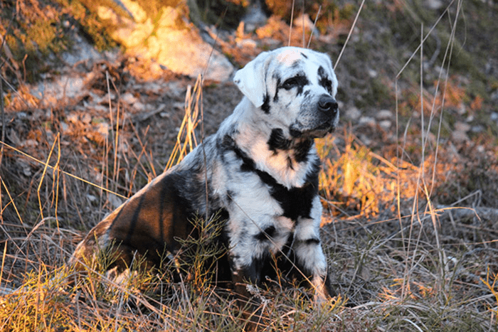 15 Unusual Looking Dogs With Rare Coats and Colors - HubPages