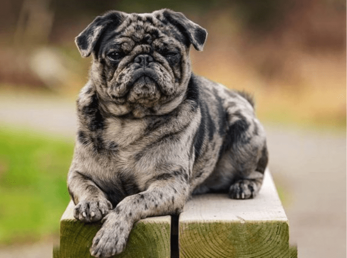 Pug Coat and Color Varieties - HubPages