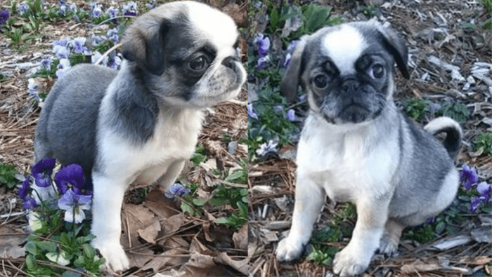 Pug Coat and Color Varieties - HubPages