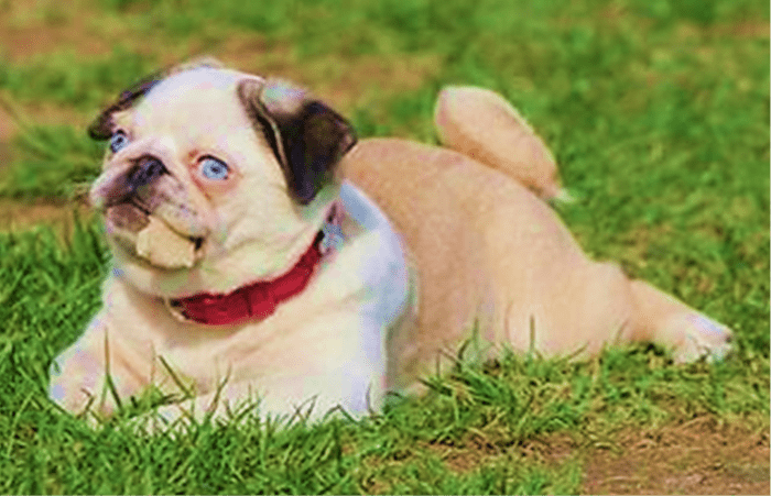 Pug Coat and Color Varieties - HubPages