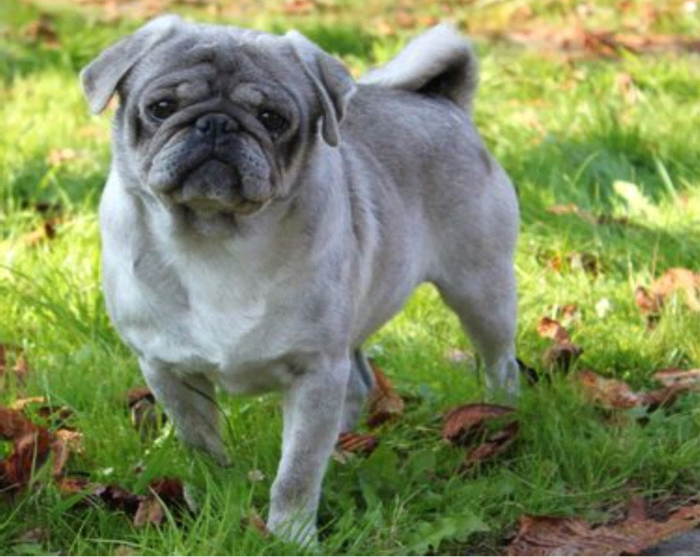 Pug Coat and Color Varieties - HubPages