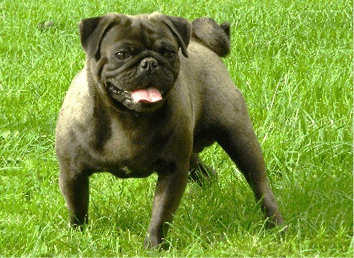 Pug Coat and Color Varieties - HubPages