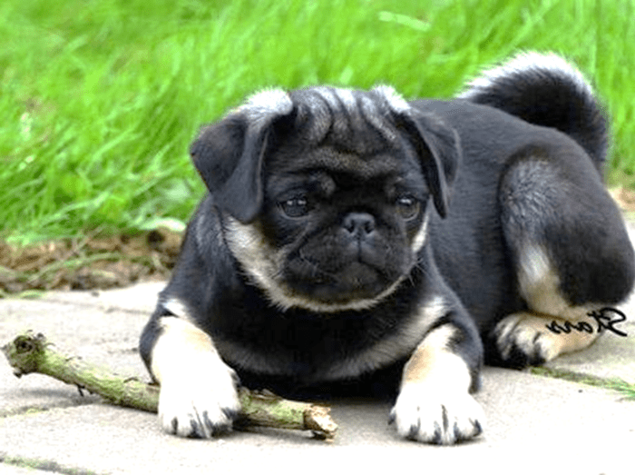 Pug Coat and Color Varieties - HubPages