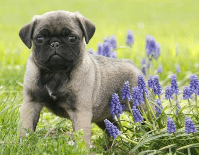 Pug Coat and Color Varieties - HubPages