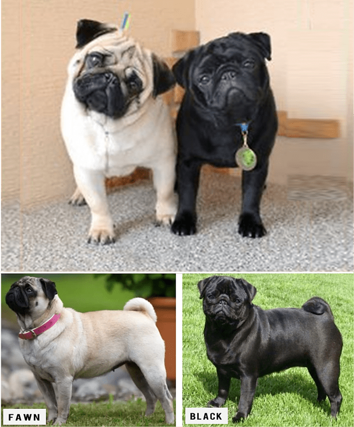 Pug Coat and Color Varieties - HubPages