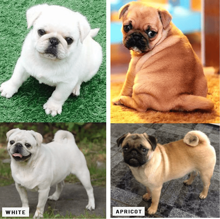 Pug Coat and Color Varieties - HubPages
