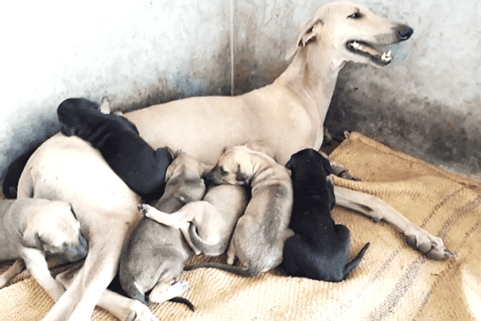 Chippiparai Dog: Breed Information, Facts and Characteristics - HubPages