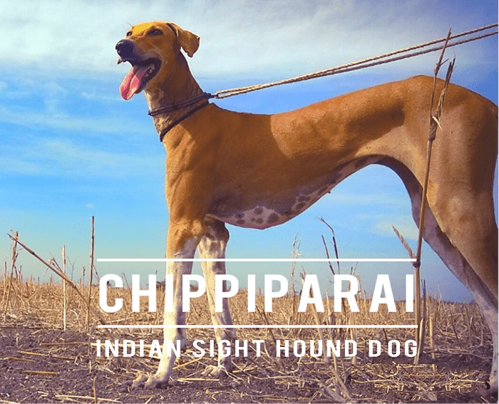 Chippiparai Dog: Breed Information, Facts and Characteristics - HubPages