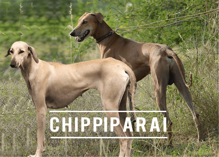 Chippiparai Dog: Breed Information, Facts and Characteristics - HubPages