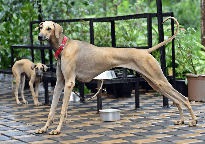 Chippiparai Dog: Breed Information, Facts and Characteristics - HubPages