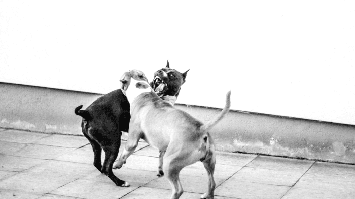 How to Stop Household Dogs From Fighting (And Prevent It From Happening ...