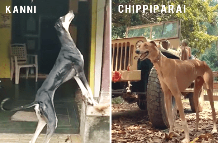 Chippiparai Dog: Breed Information, Facts and Characteristics - HubPages