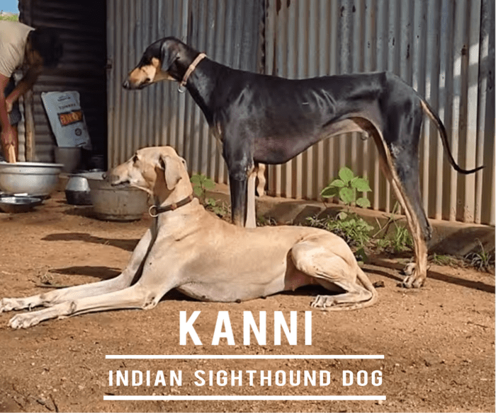 Kanni Dog: Breed Information, Facts and Characteristics - HubPages