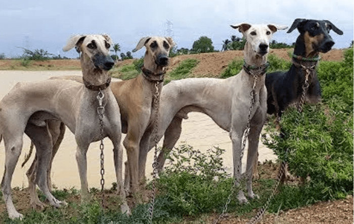 Kanni Dog: Breed Information, Facts and Characteristics - HubPages