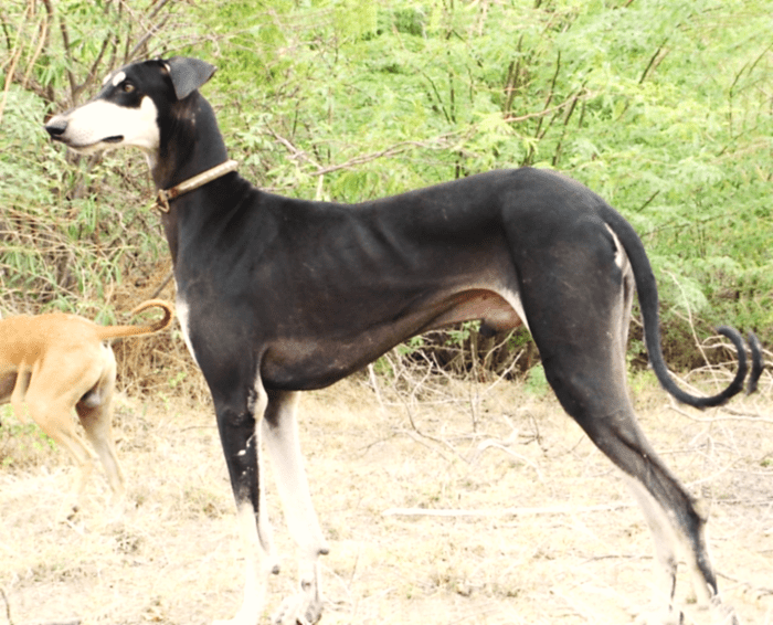 Kanni Dog: Breed Information, Facts and Characteristics - HubPages