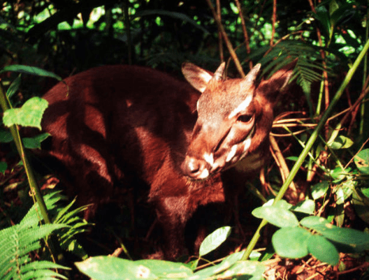 Unicorns Are Real: The Vietnamese Saola - HubPages
