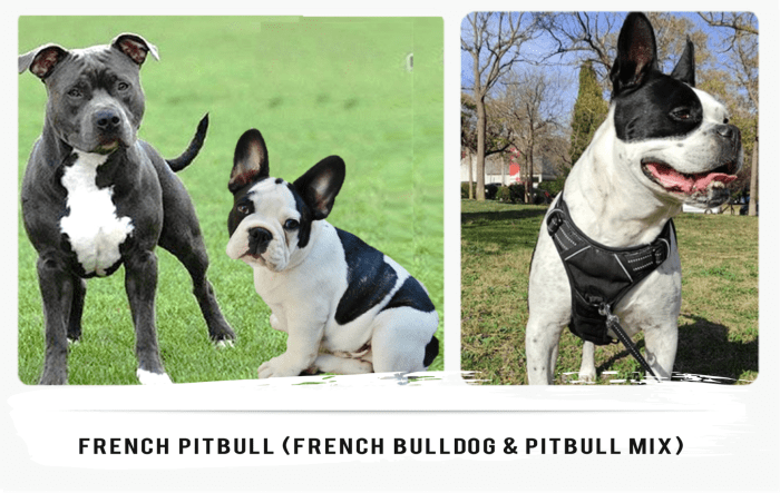 15 American Pit Bull Terrier Mixed Breeds - HubPages