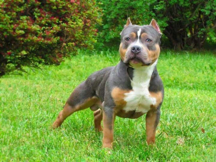 15 American Pit Bull Terrier Mixed Breeds - HubPages
