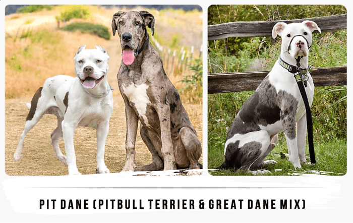 15 American Pit Bull Terrier Mixed Breeds - HubPages
