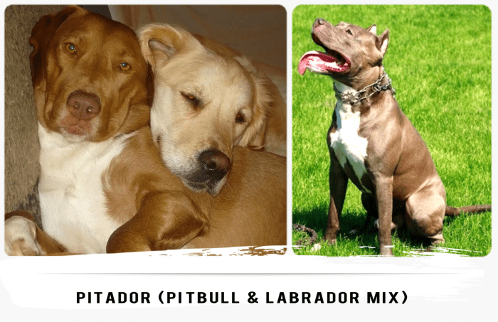 15 American Pit Bull Terrier Mixed Breeds - HubPages