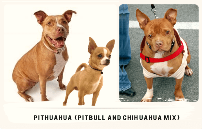 15 American Pit Bull Terrier Mixed Breeds - HubPages