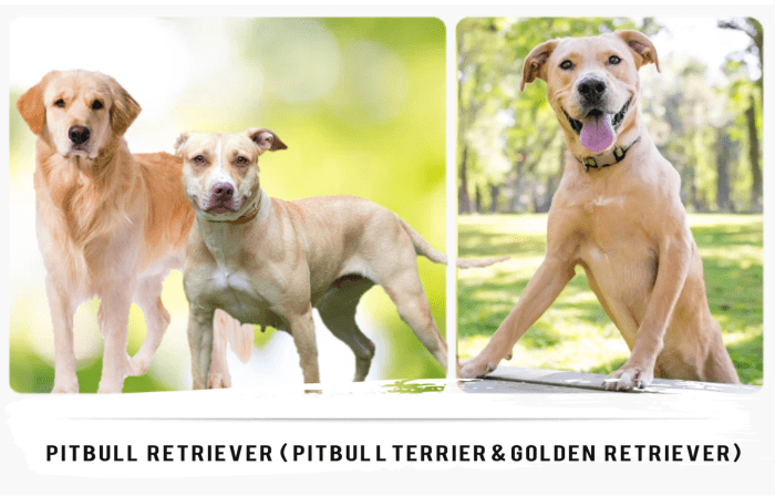 15 American Pit Bull Terrier Mixed Breeds - HubPages