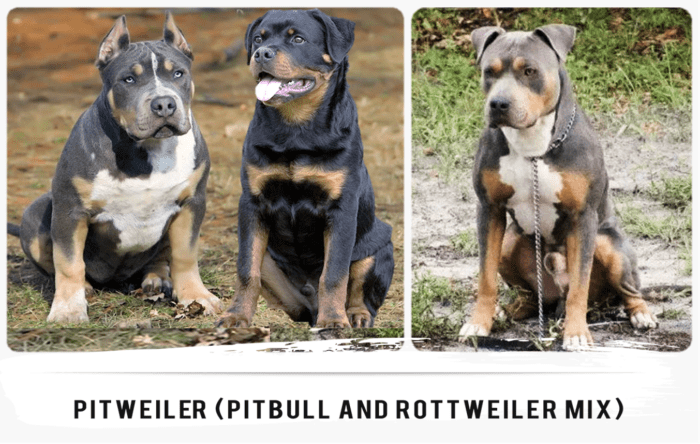 15 American Pit Bull Terrier Mixed Breeds - HubPages