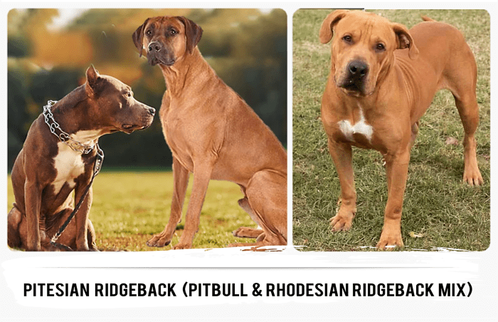 15 American Pit Bull Terrier Mixed Breeds - HubPages