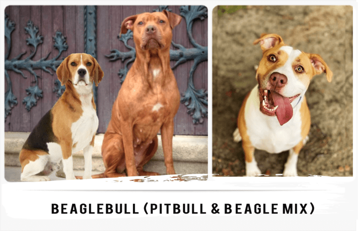 15 American Pit Bull Terrier Mixed Breeds - HubPages