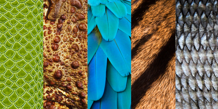 The 5 Groups of Vertebrates and Animal Examples - Owlcation