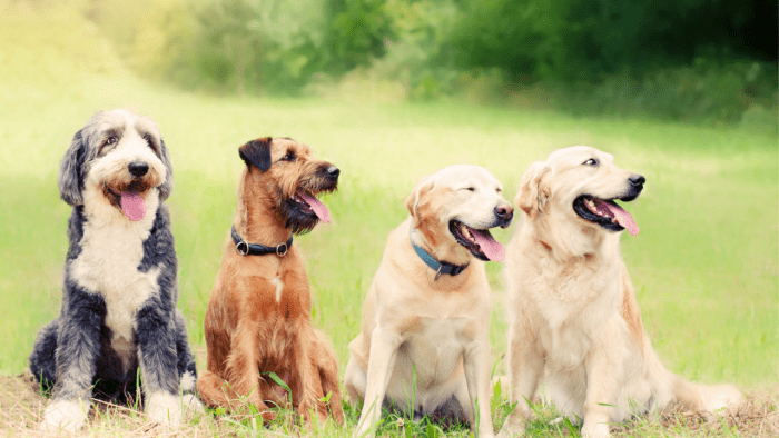 15 Tips for Managing a Multi-Dog Household - HubPages