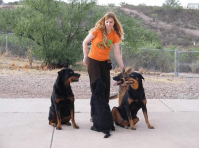 15 Tips for Managing a Multi-Dog Household - HubPages