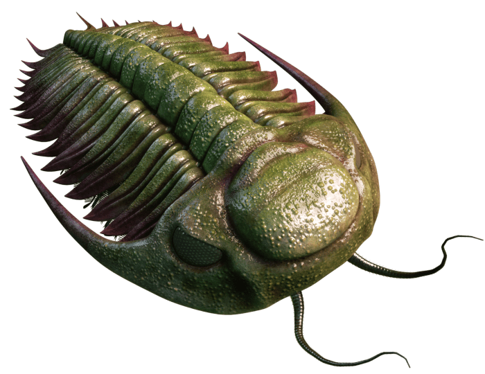 Trilobites: Earth's Aquatic Oddities That Survived for 300 Million ...