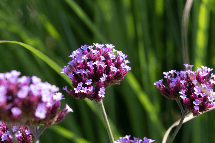 Verbena Types, Care, and Propagation - Dengarden