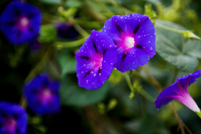 5 Easy-to-Grow Tropical Vines With Dazzling Blue Flowers - Dengarden