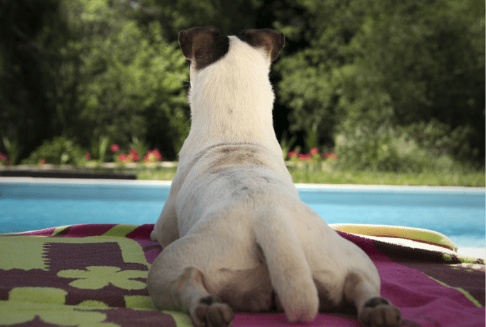 Why Does My Dog Freak Out When I Go in the Pool? - HubPages