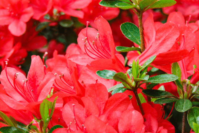 A Foolproof Guide on How to Grow Azaleas - Dengarden