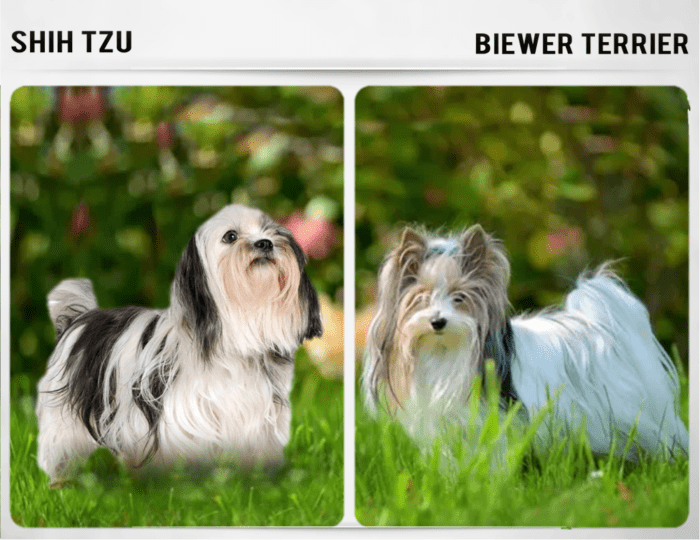 15 Dog Breeds Like the Shih Tzu - HubPages